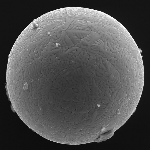 Framboid – Microanalysis Society